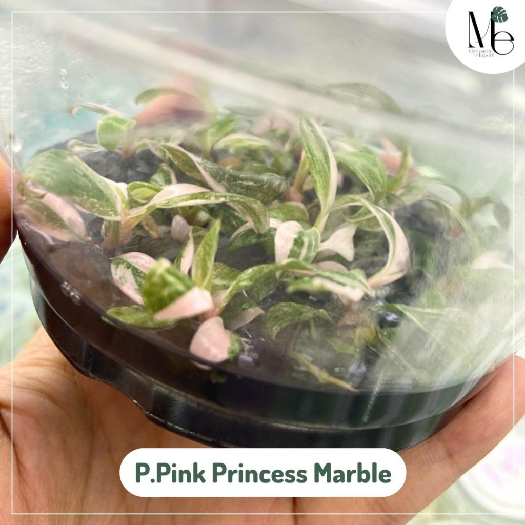 Philodendron Pink Princess Marble (TC) - M.E. Greenery Export