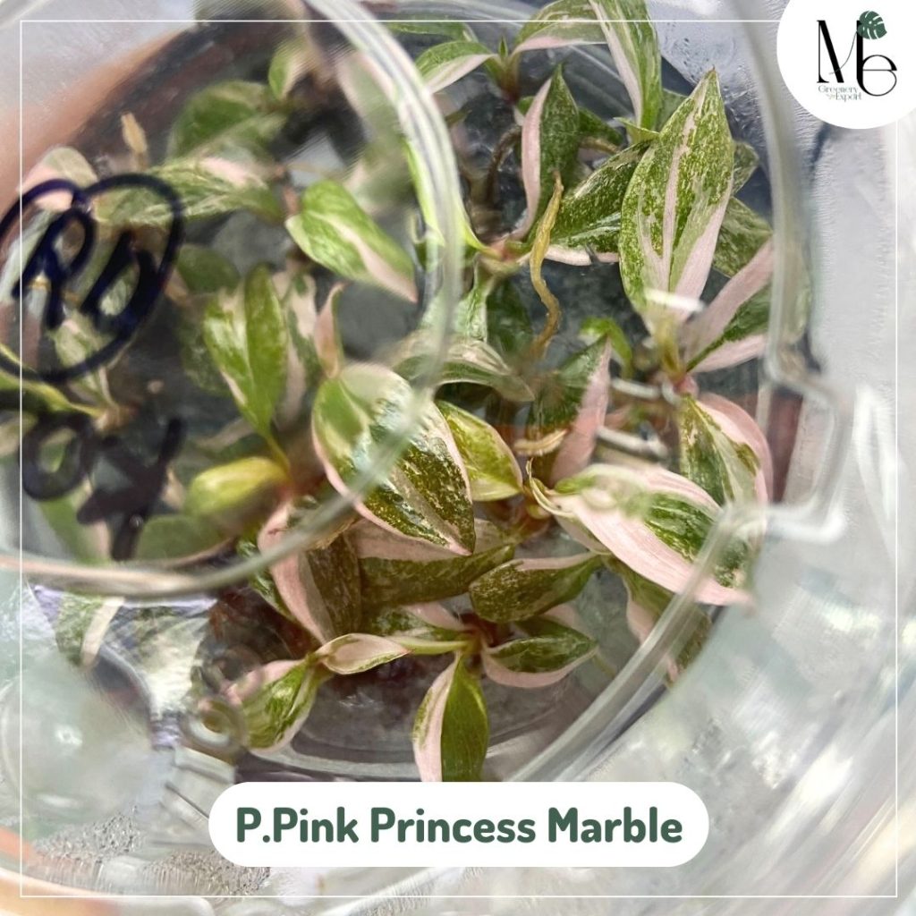 Philodendron Pink Princess Marble (TC) - M.E. Greenery Export