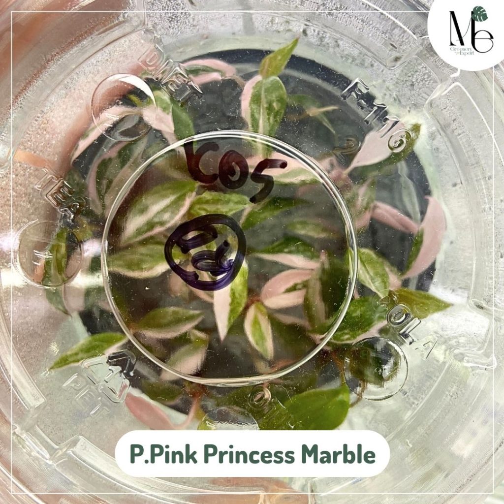 Philodendron Pink Princess Marble (TC) - M.E. Greenery Export