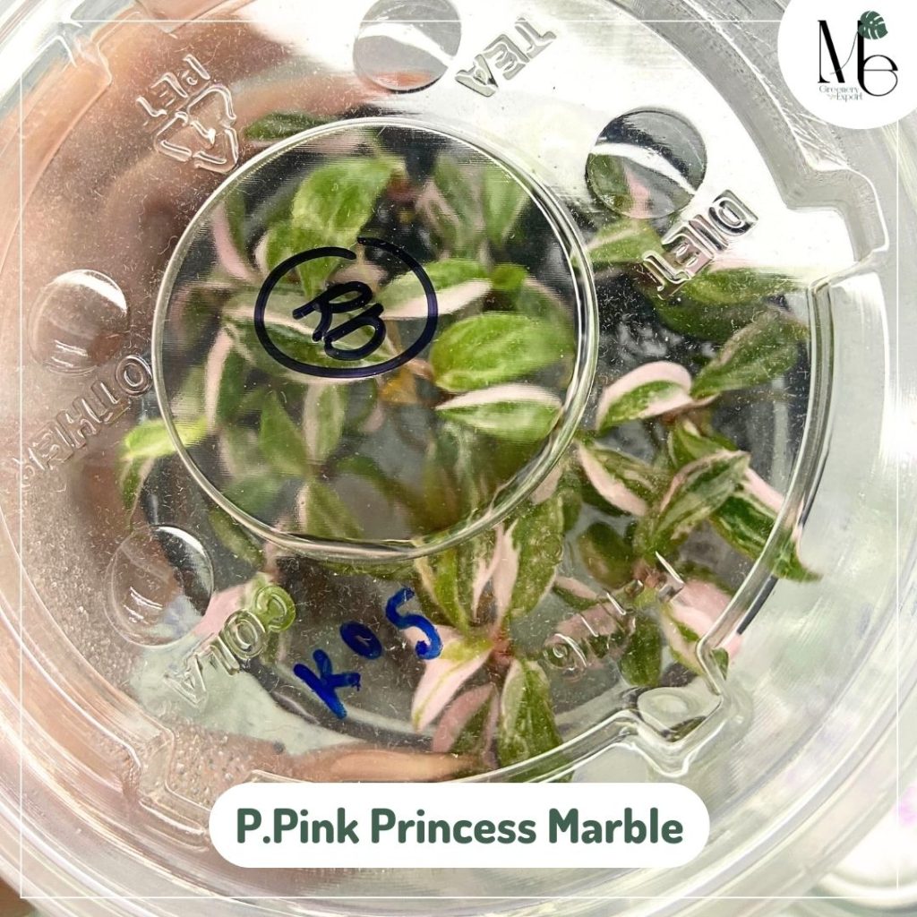 Philodendron Pink Princess Marble (TC) - M.E. Greenery Export
