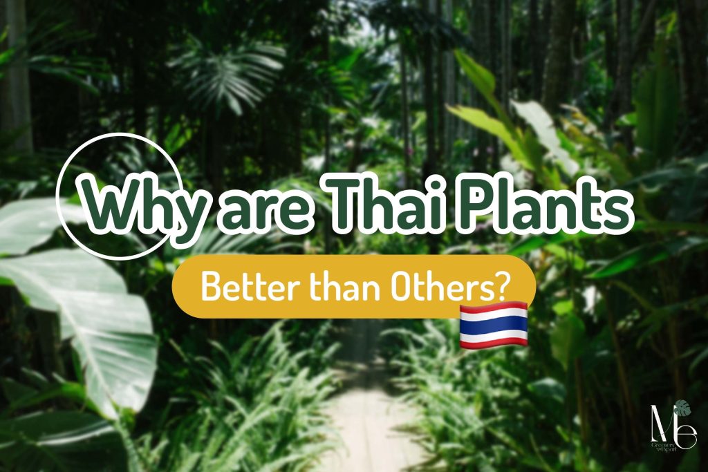 Why are Thai Plants Better than Others?