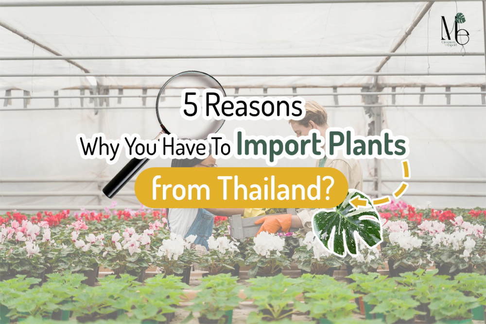 5 Reasons Why You Have To Import Plants from Thailand