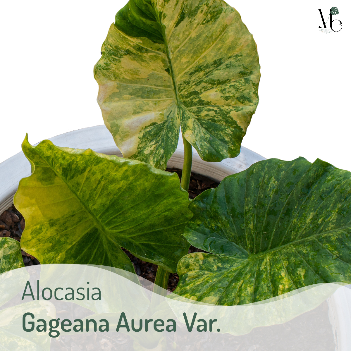 Let's Get to Know ‘‘Alocasia’’, A Charming Foliage Plant