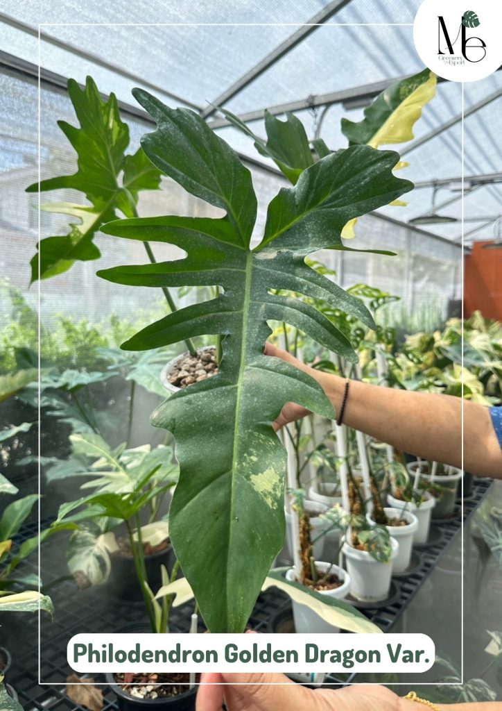 Philodendron Golden Dragon Variegated - M.E. Greenery Export