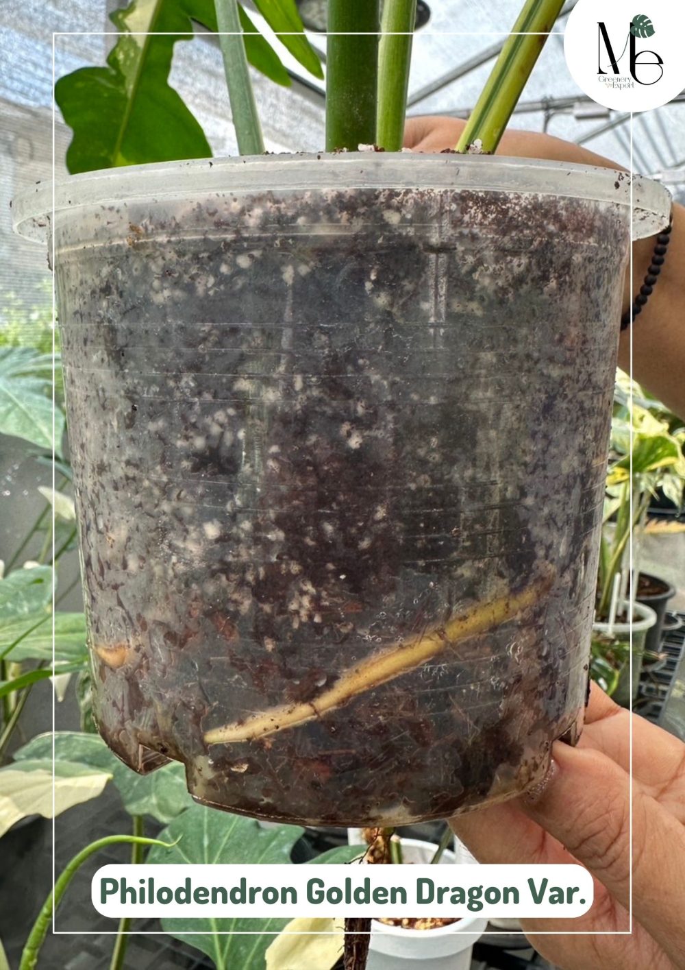 Philodendron Golden Dragon Variegated - M.E. Greenery Export