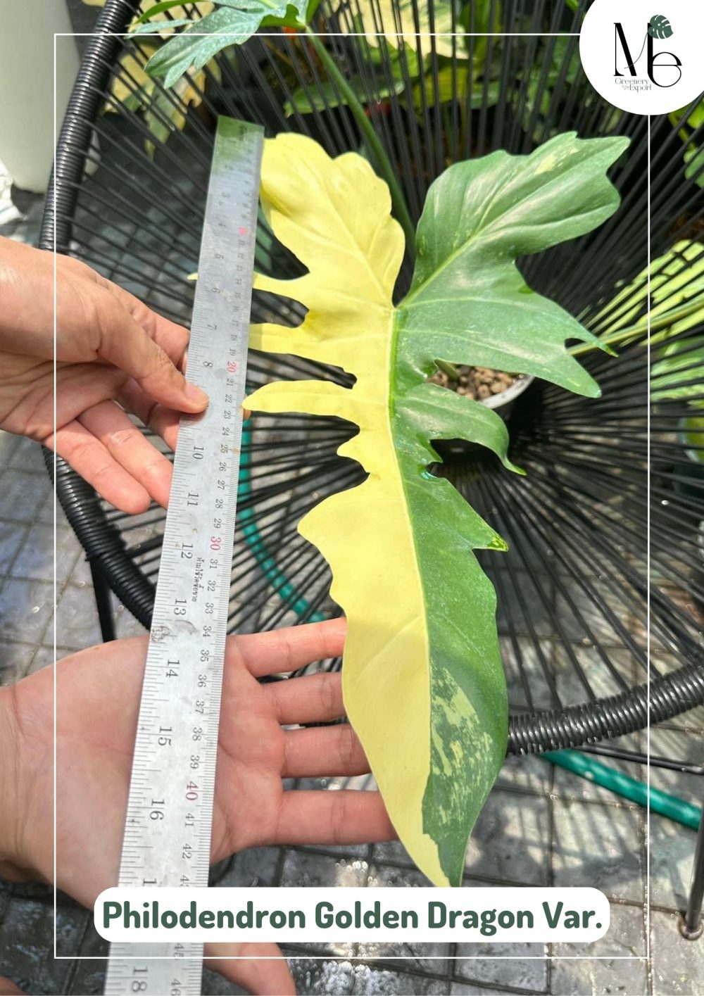 Philodendron Golden Dragon Variegated - M.E. Greenery Export