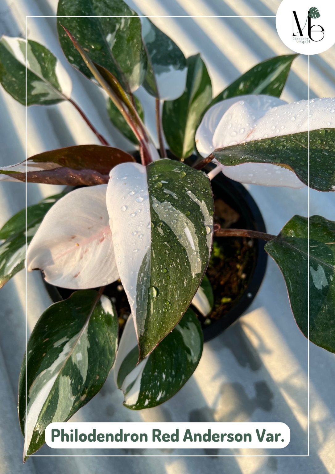 Philodendron Red Anderson - M.E. Greenery Export