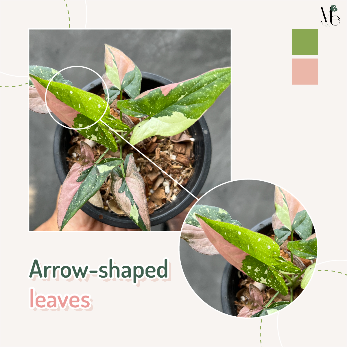 Syngonium Red Spot Tricolor’’ An Outstanding Foliage Plant