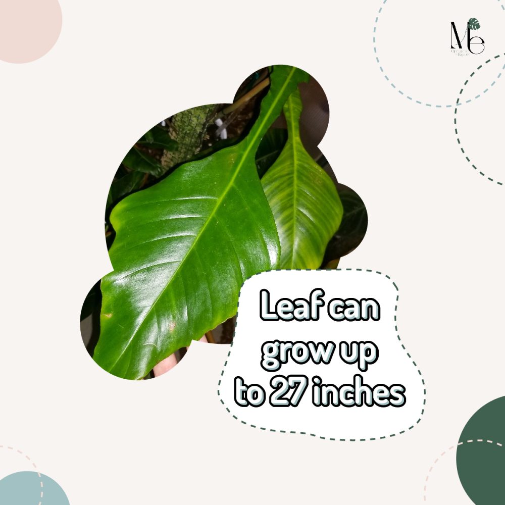 Philodendron Joepii’’, The Exotic Foliage Plant - M.E. Greenery Export