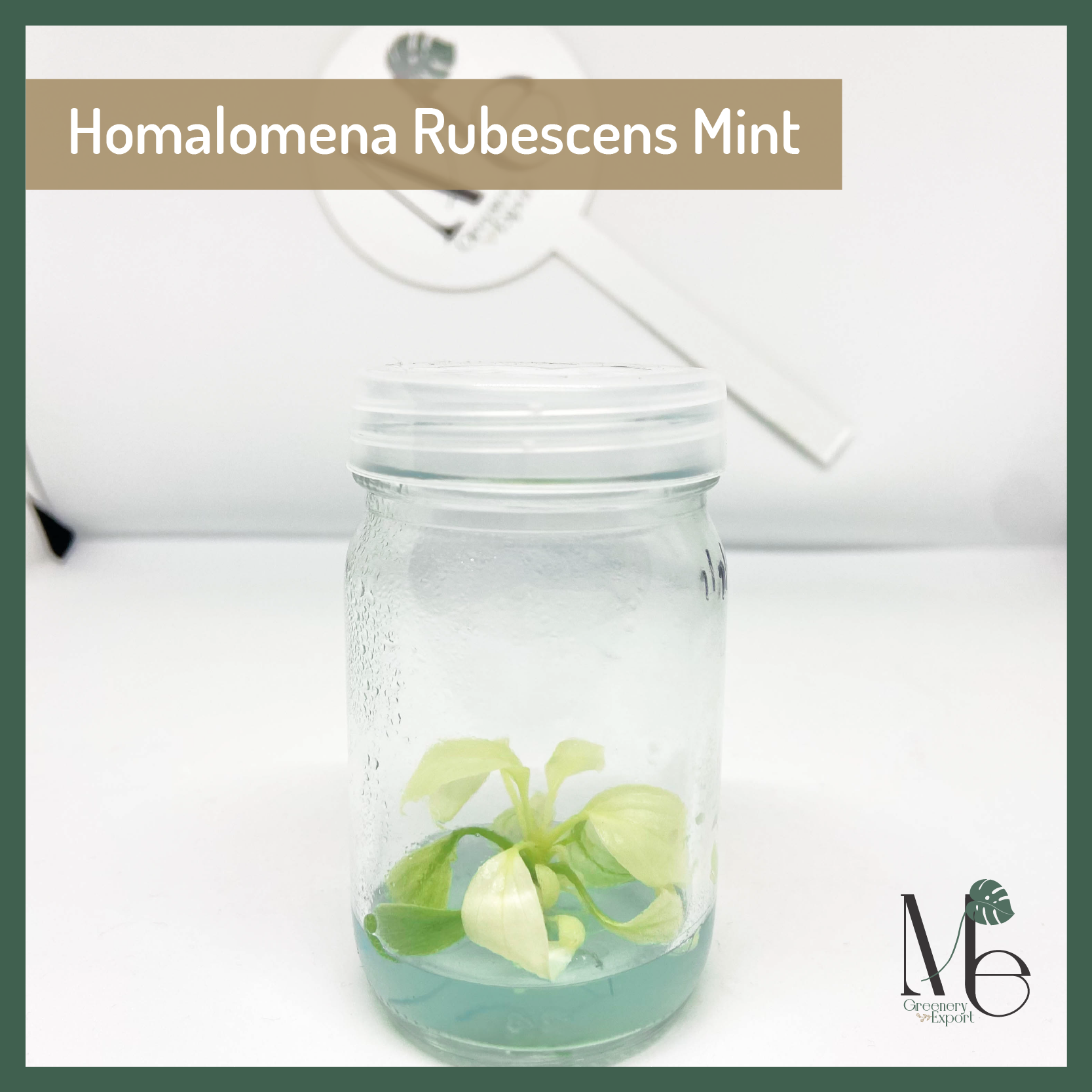 Let's Get to Know “Homalomena”, a Charming Plant Family!
