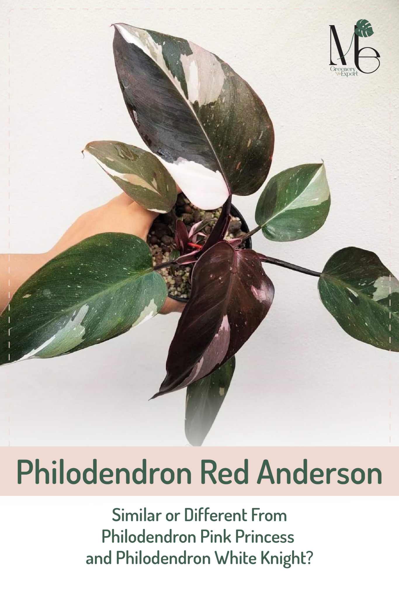 How is Philodendron Red Anderson Similar or Different From Philodendron ...