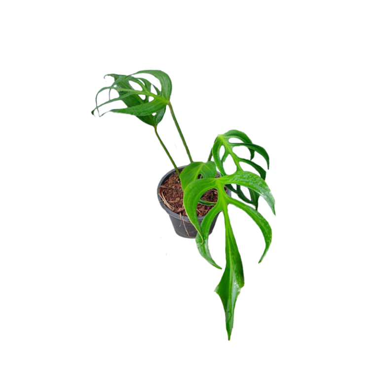 Monstera Burle Marx Flame - M.E. Greenery Export