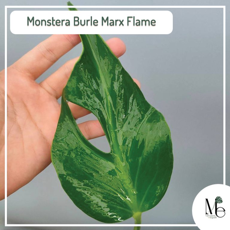 Monstera Burle Marx Flame - M.E. Greenery Export