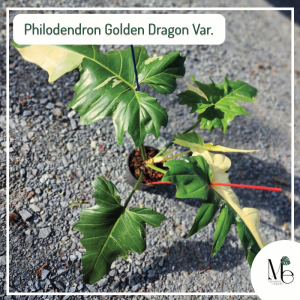 Philodendron Golden Dragon Var. - M.E. Greenery Export