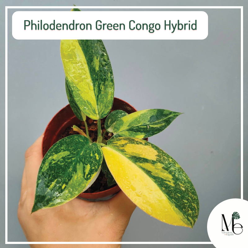 Philodendron Green Congo Hybrid - M.E. Greenery Export