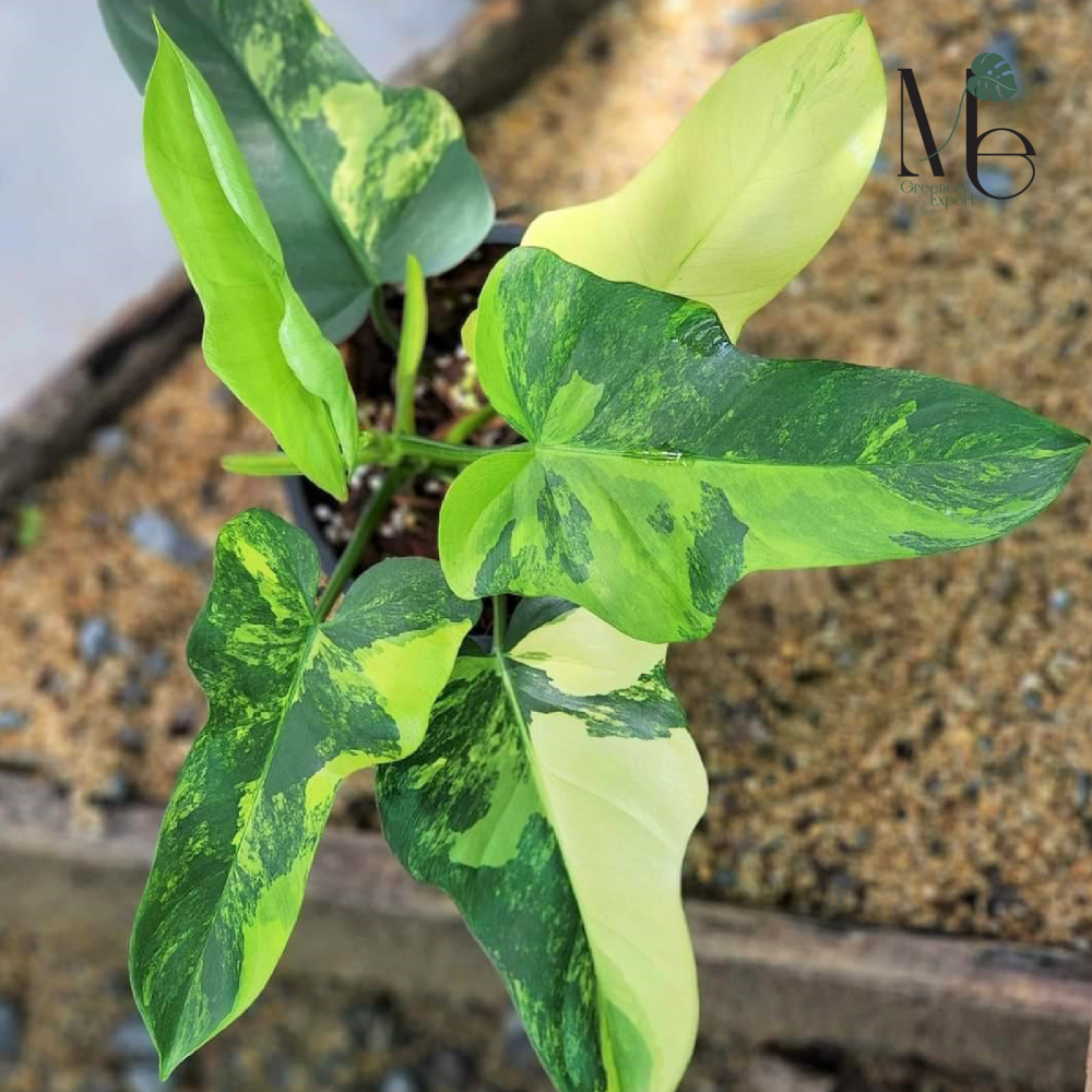 Philodendron Violin Variegated, One of the Interesting Decorative ...