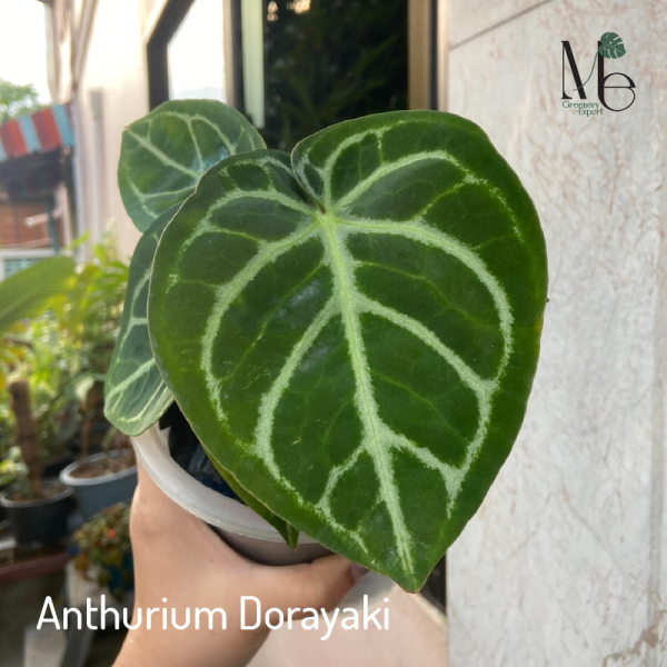 Let’s Get to Know the Rare Anthurium Plants!
