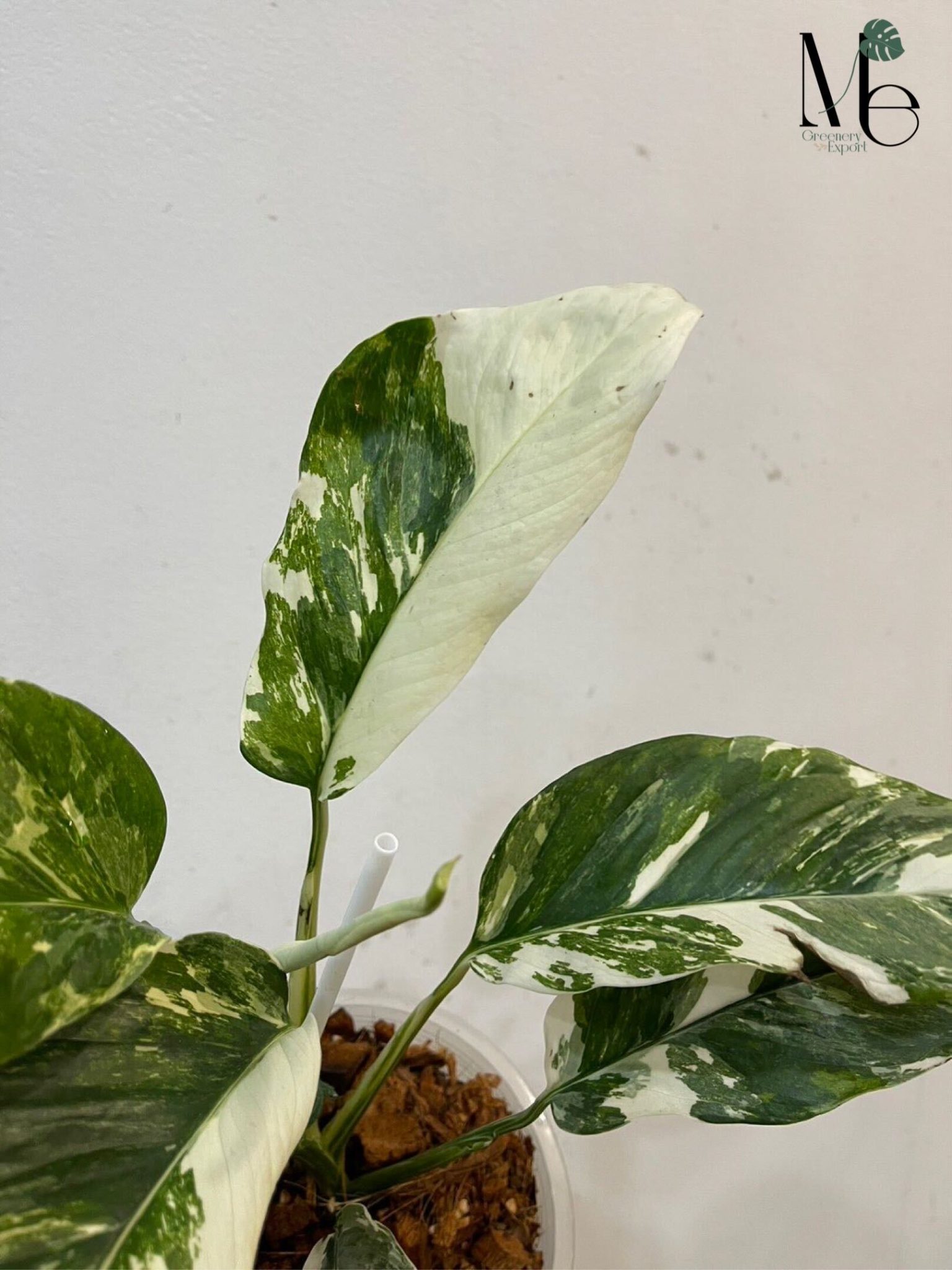 Monstera Lechleriana Variegated - M.E. Greenery Export