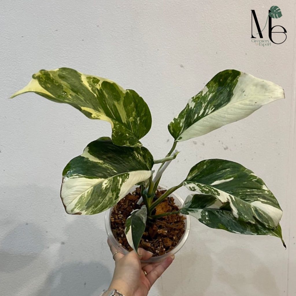 Monstera Lechleriana Variegated - M.E. Greenery Export