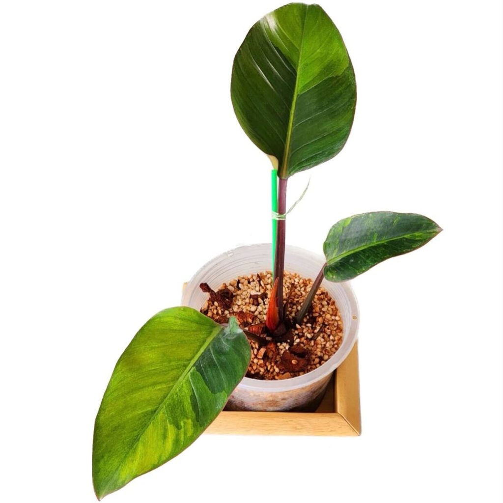 Philodendron Yellow Congo 100% Var. (TC) - M.E. Greenery Export