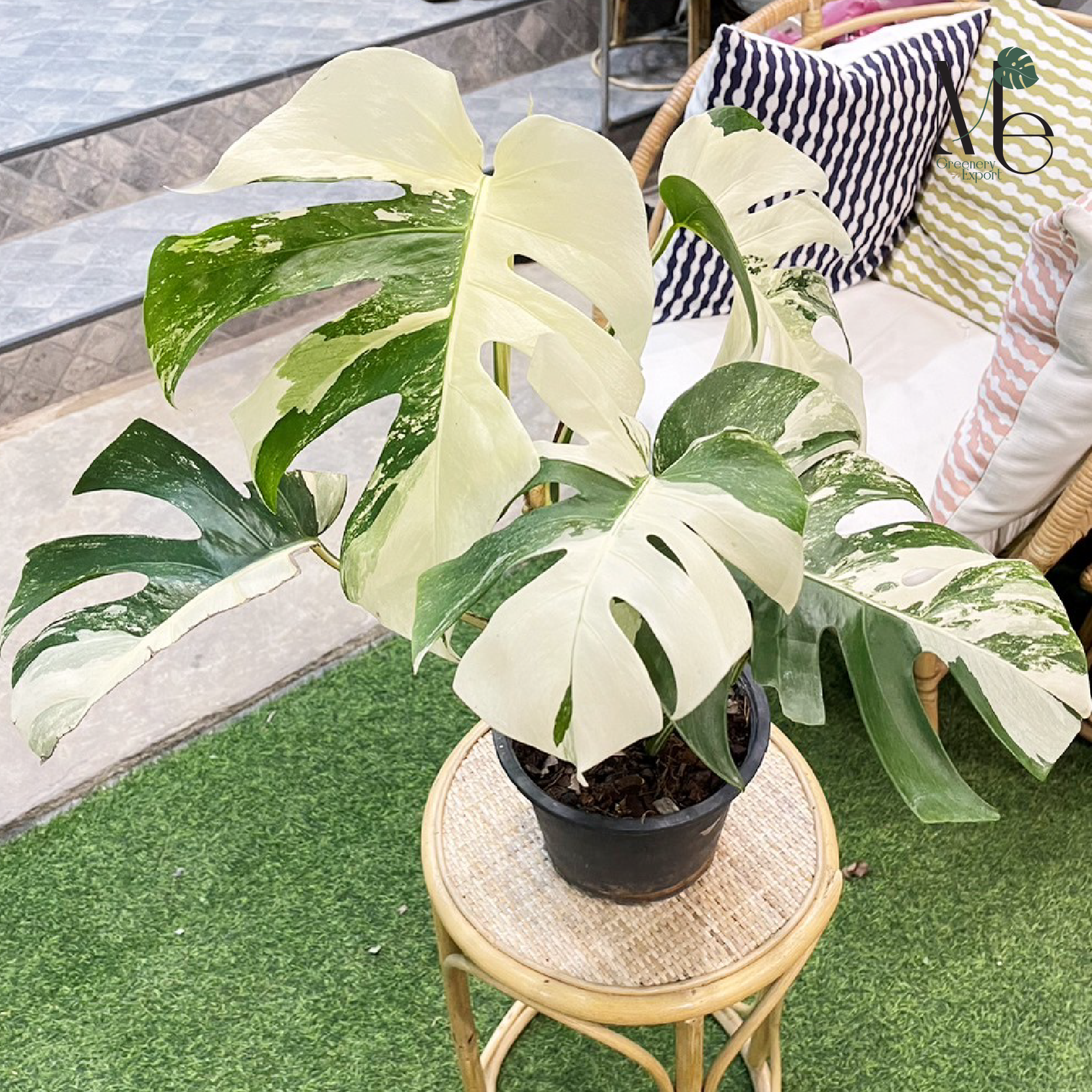 4 Reasons Why People Popularly Grow Monstera Albo