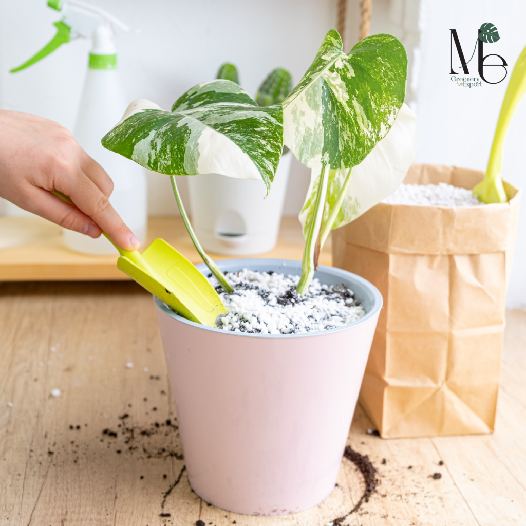 4 Reasons Why People Popularly Grow Monstera Albo