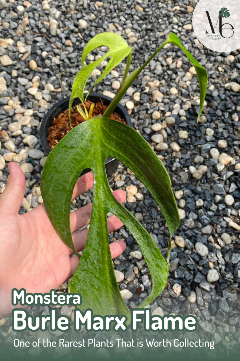 “Monstera Burle Marx Flame”, One of the Rarest Plants That is Worth ...