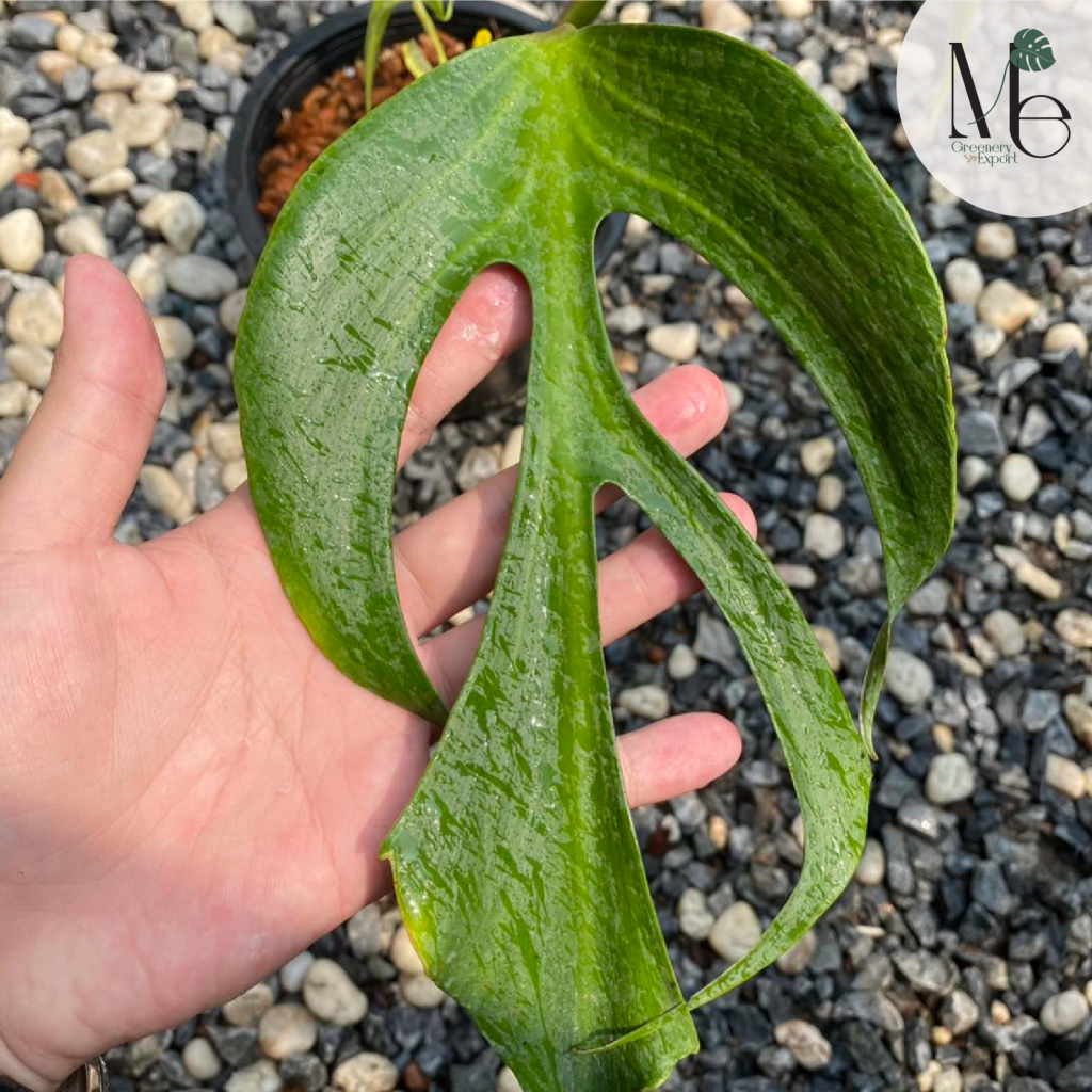 “Monstera Burle Marx Flame”, One of the Rarest Plants That is Worth ...