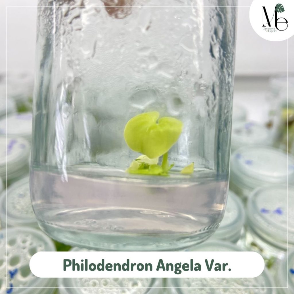 Philodendron Angela 100% Variegated (TC) - M.E. Greenery Export