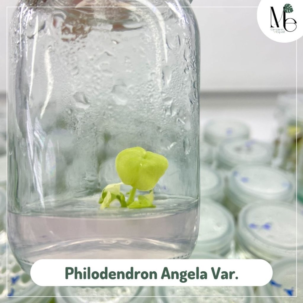 Philodendron Angela 100% Variegated (TC) - M.E. Greenery Export