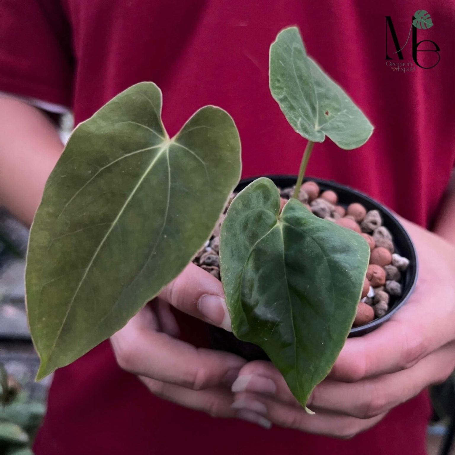 Anthurium Papillilaminum “Guna Yala” - M.E. Greenery Export
