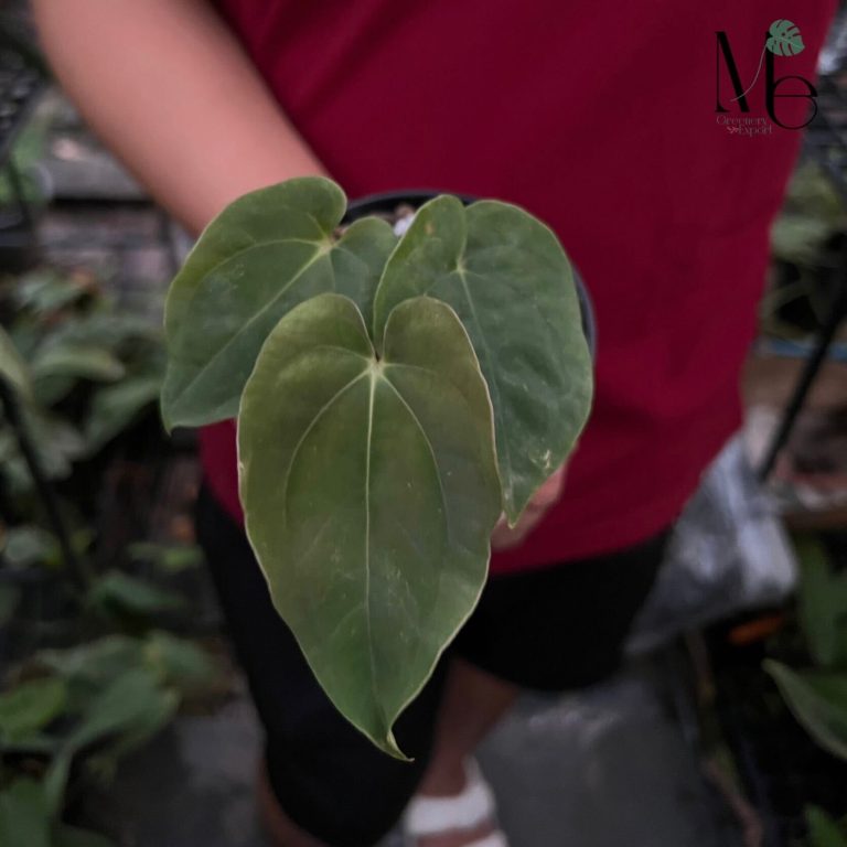 Anthurium Papillilaminum “Guna Yala” - M.E. Greenery Export