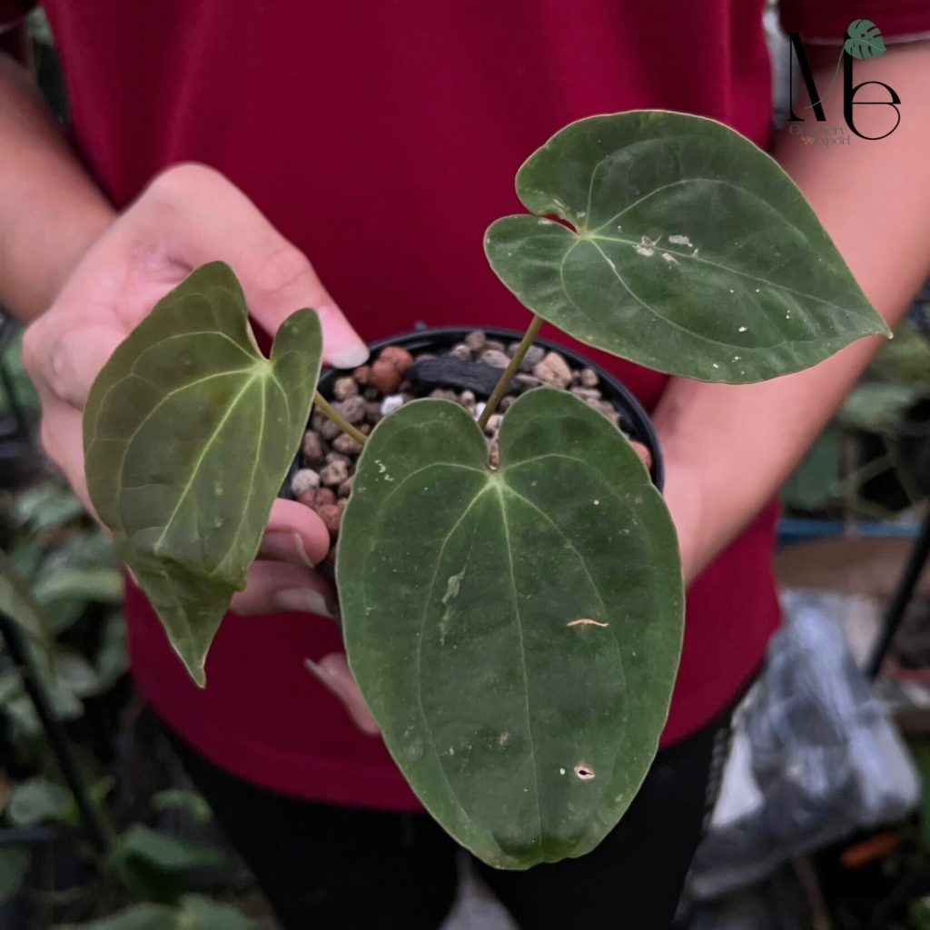 Anthurium Papillilaminum “Guna Yala” - M.E. Greenery Export