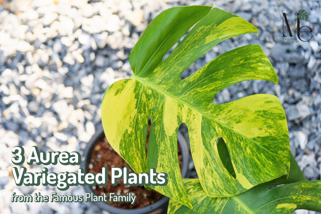 3 Aurea Plants from the Famous Plant Family