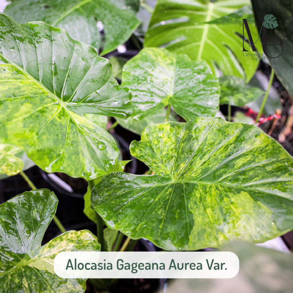 3 Aurea Plants from the Famous Plant Family