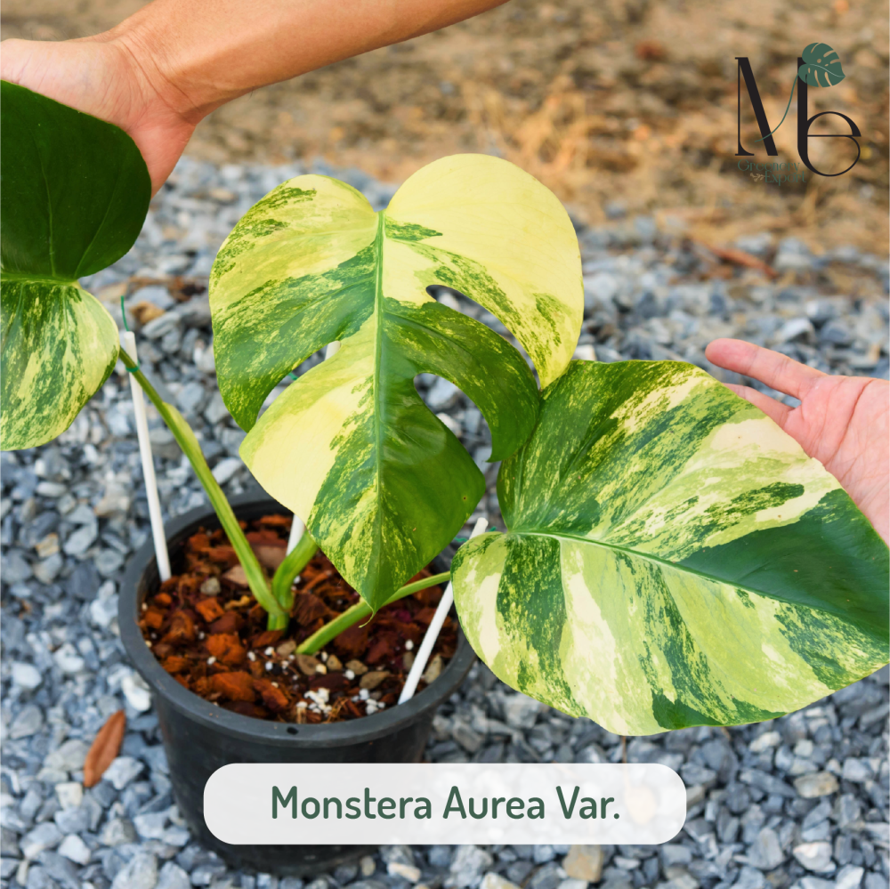 3 Aurea Plants from the Famous Plant Family