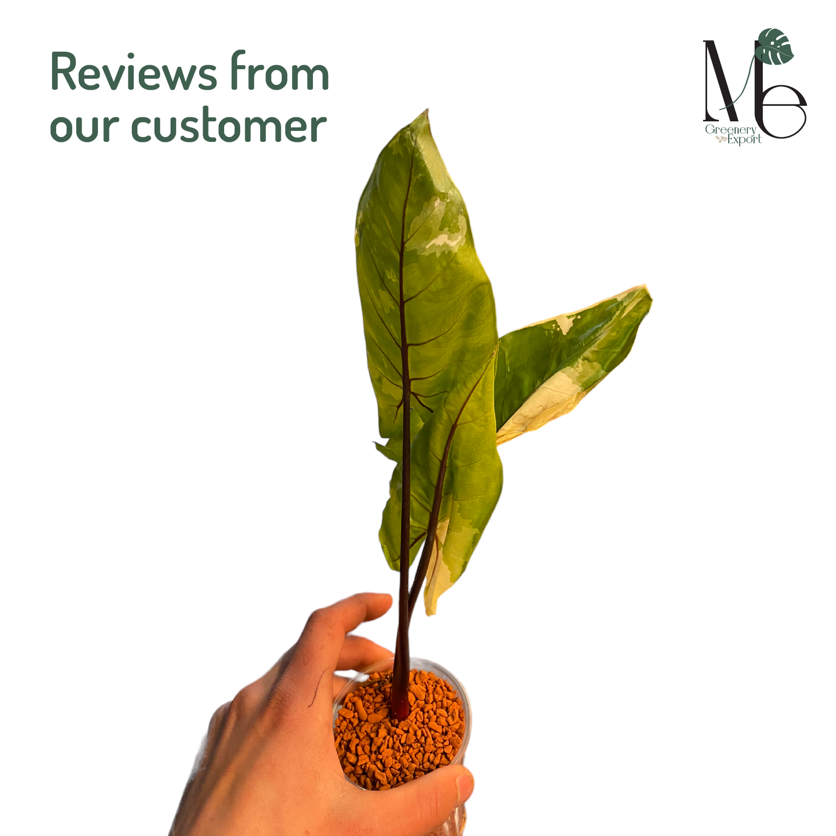 3 Things You Should Know Before Importing Alocasia 3 Things You Should Know Before Importing Alocasia