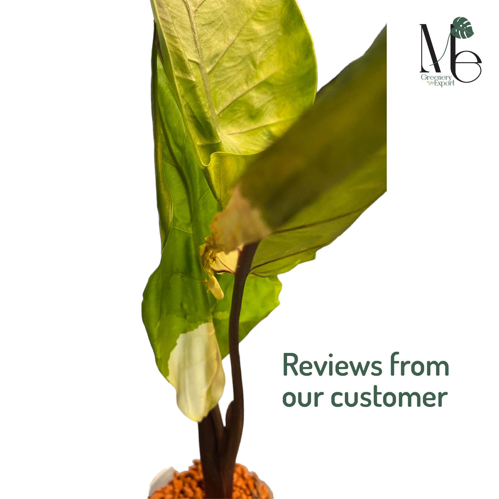 3 Things You Should Know Before Importing Alocasia 3 Things You Should Know Before Importing Alocasia