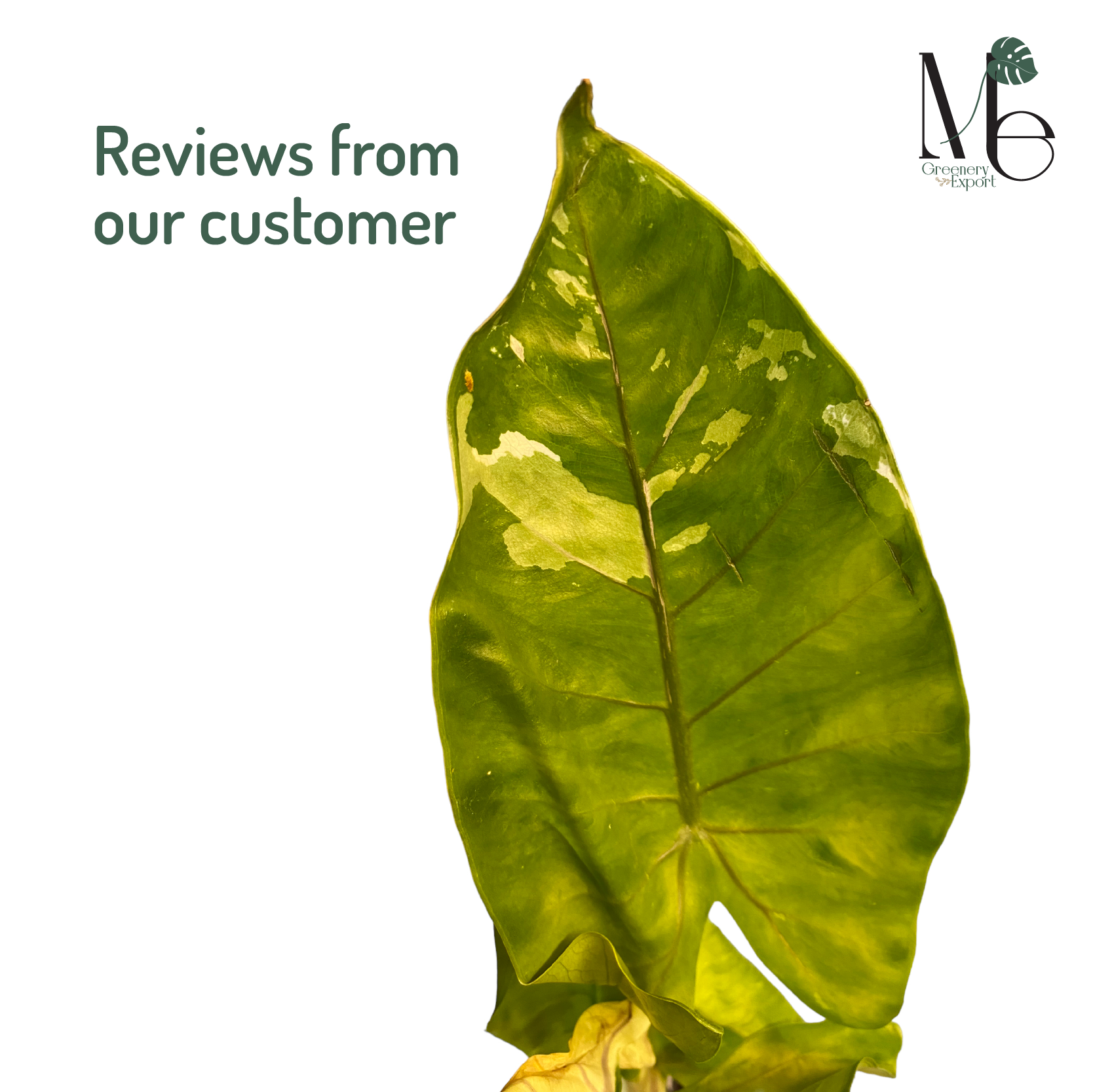 3 Things You Should Know Before Importing Alocasia 3 Things You Should Know Before Importing Alocasia