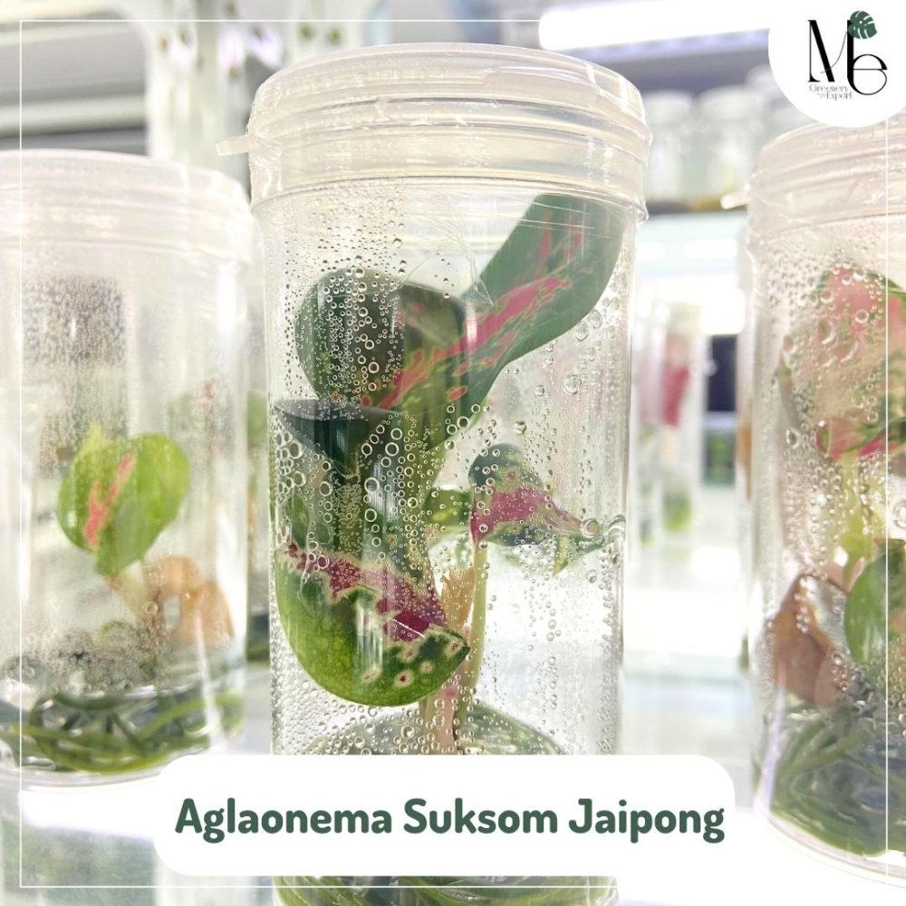 Aglaonema Suksom Jaipong (TC)