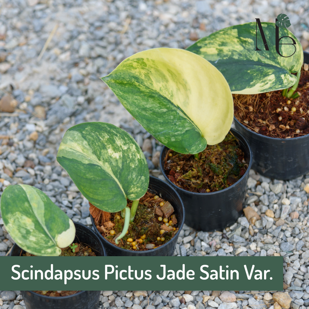 Let's Get to Know the Scindapsus!