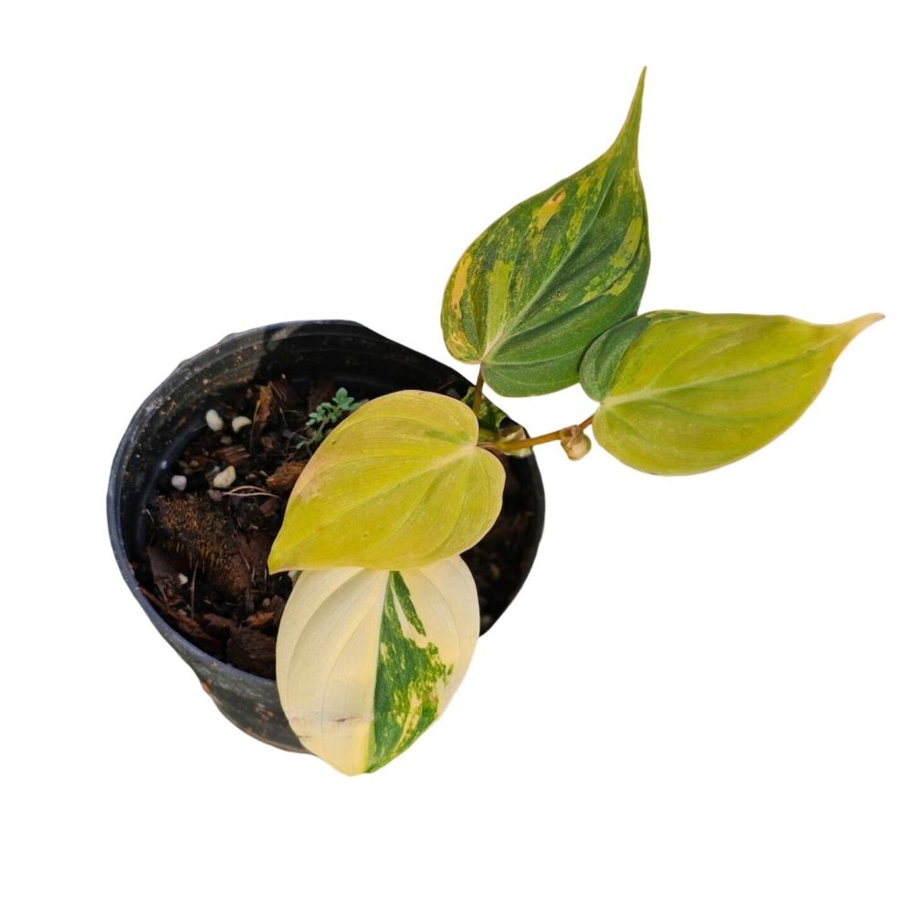Philodendron Micans Variegated - M.E. Greenery Export