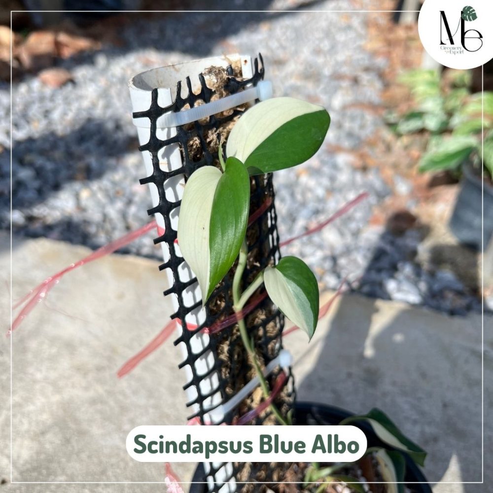 Scindapsus Blue Albo