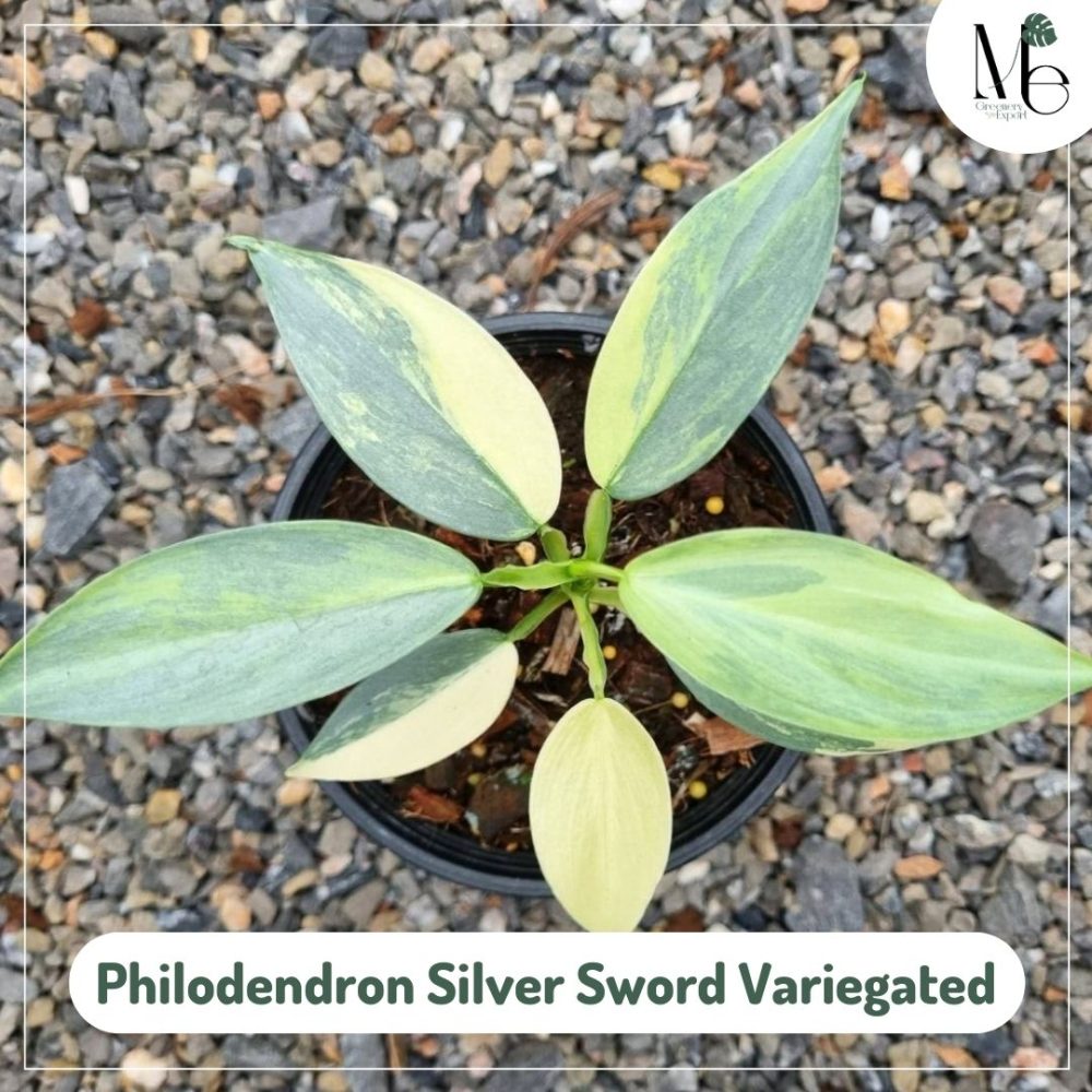 Philodendron Silver Sword Variegated