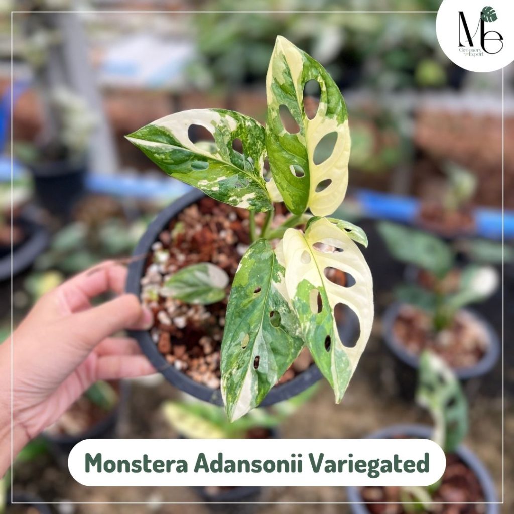 Monstera Adansonii Variegated