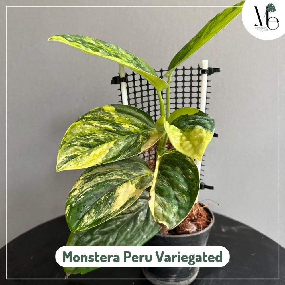 Monstera Peru Variegated