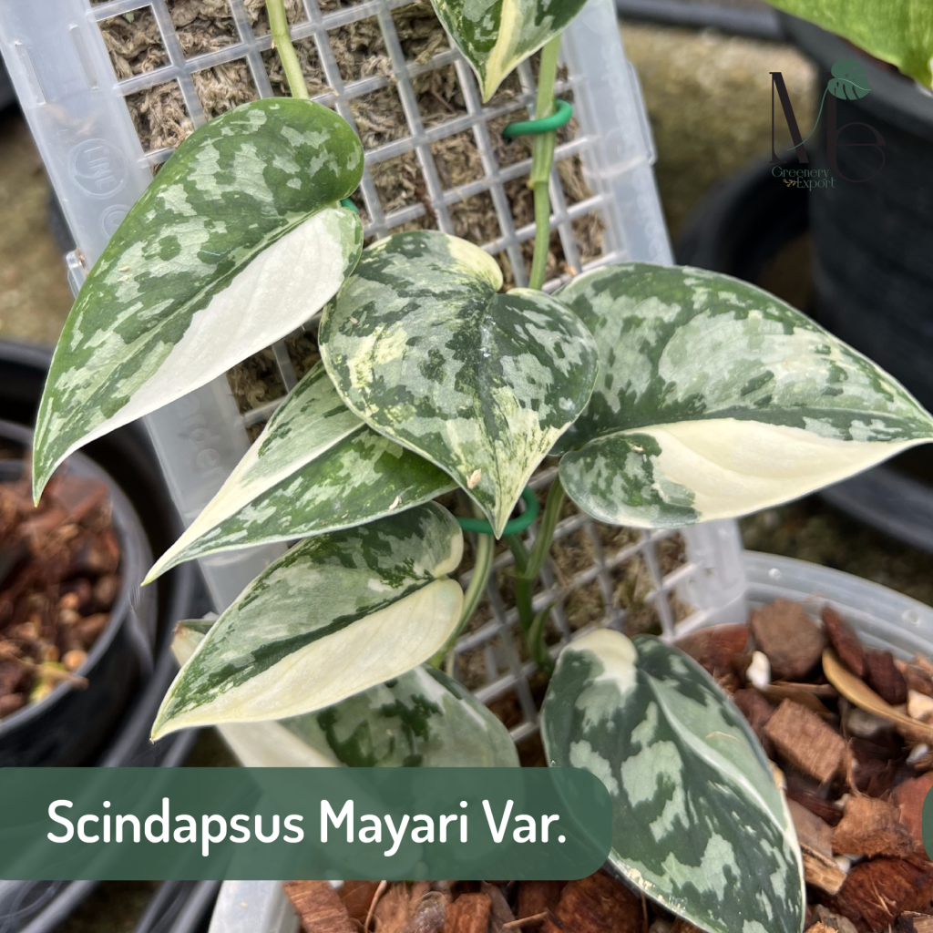 Time to Plant Scindapsus!