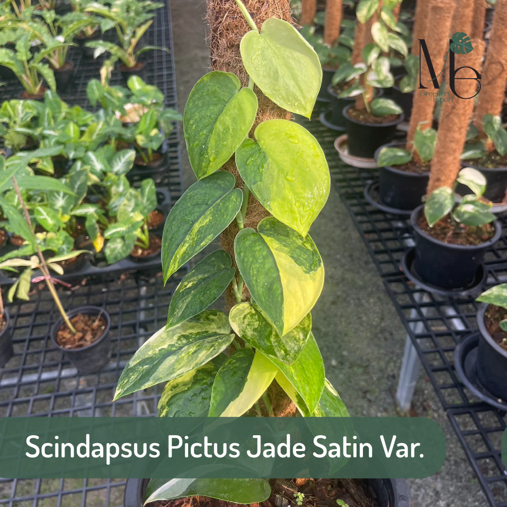 Scindapsus Jade Satin Variegated