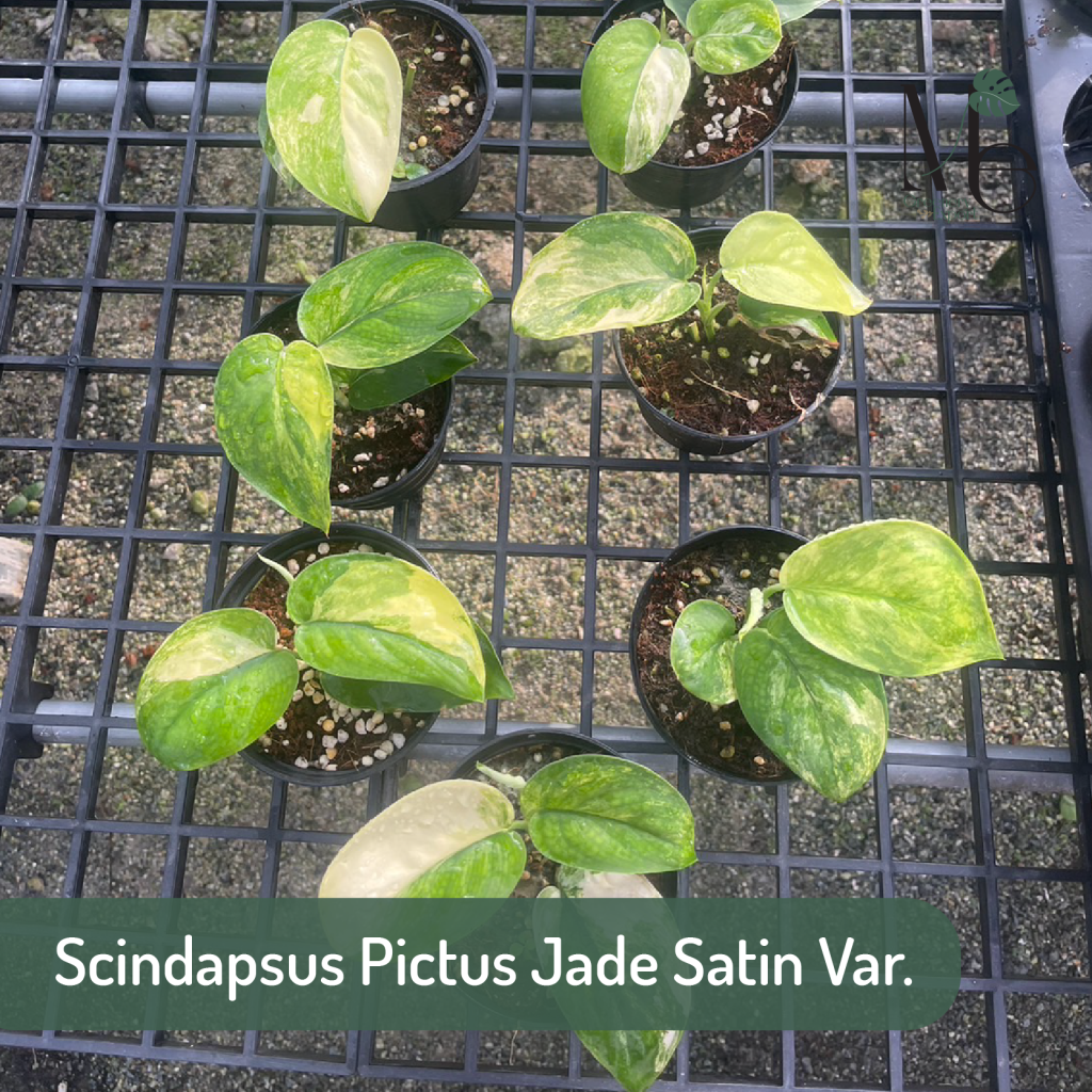 Scindapsus Jade Satin Variegated
