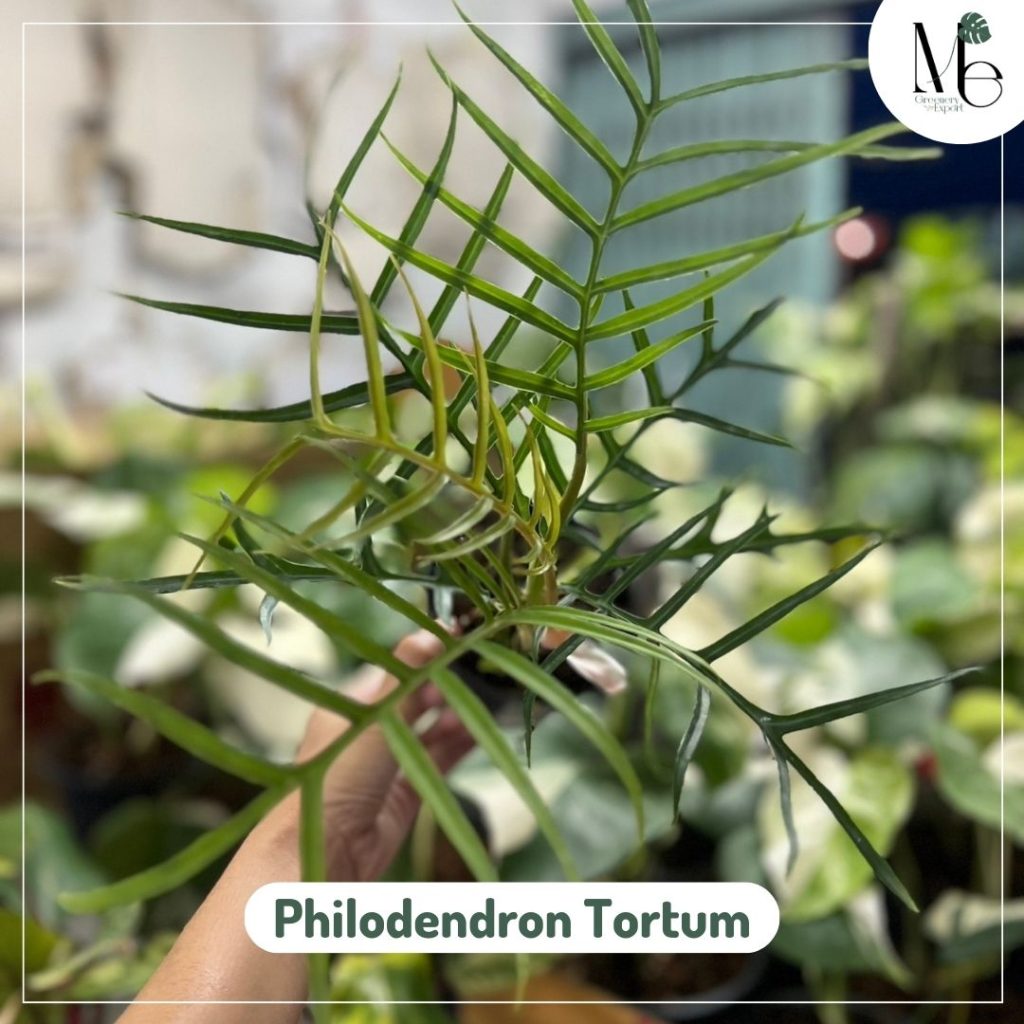 Philodendron Tortum